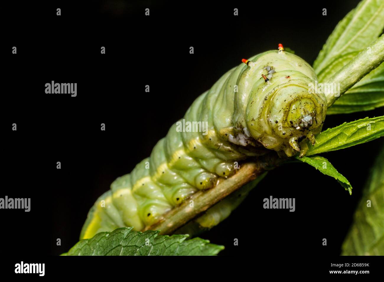 Fat caterpilar hi-res stock photography and images - Alamy