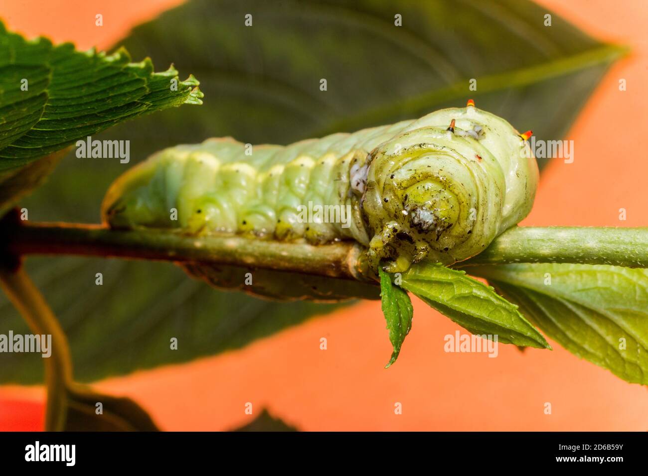 Close up macro of large fat green caterpillar on tree branch Stock ...