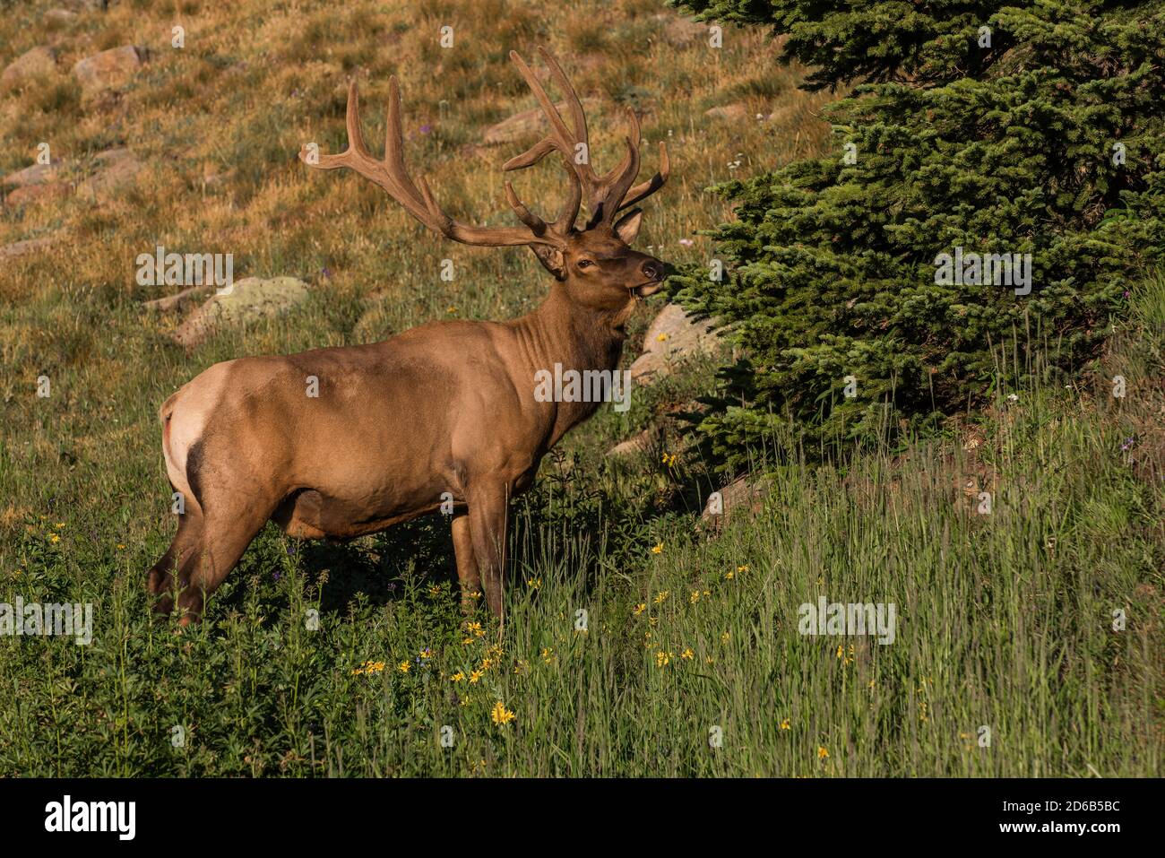 Wapiti, Bull Elk, grazing, mountains slopes, Rocky Mountains, Colorado ...