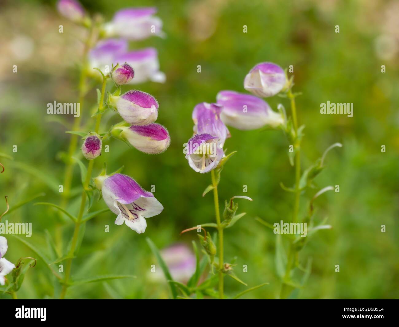 Penstemon closeup hi-res stock photography and images - Alamy