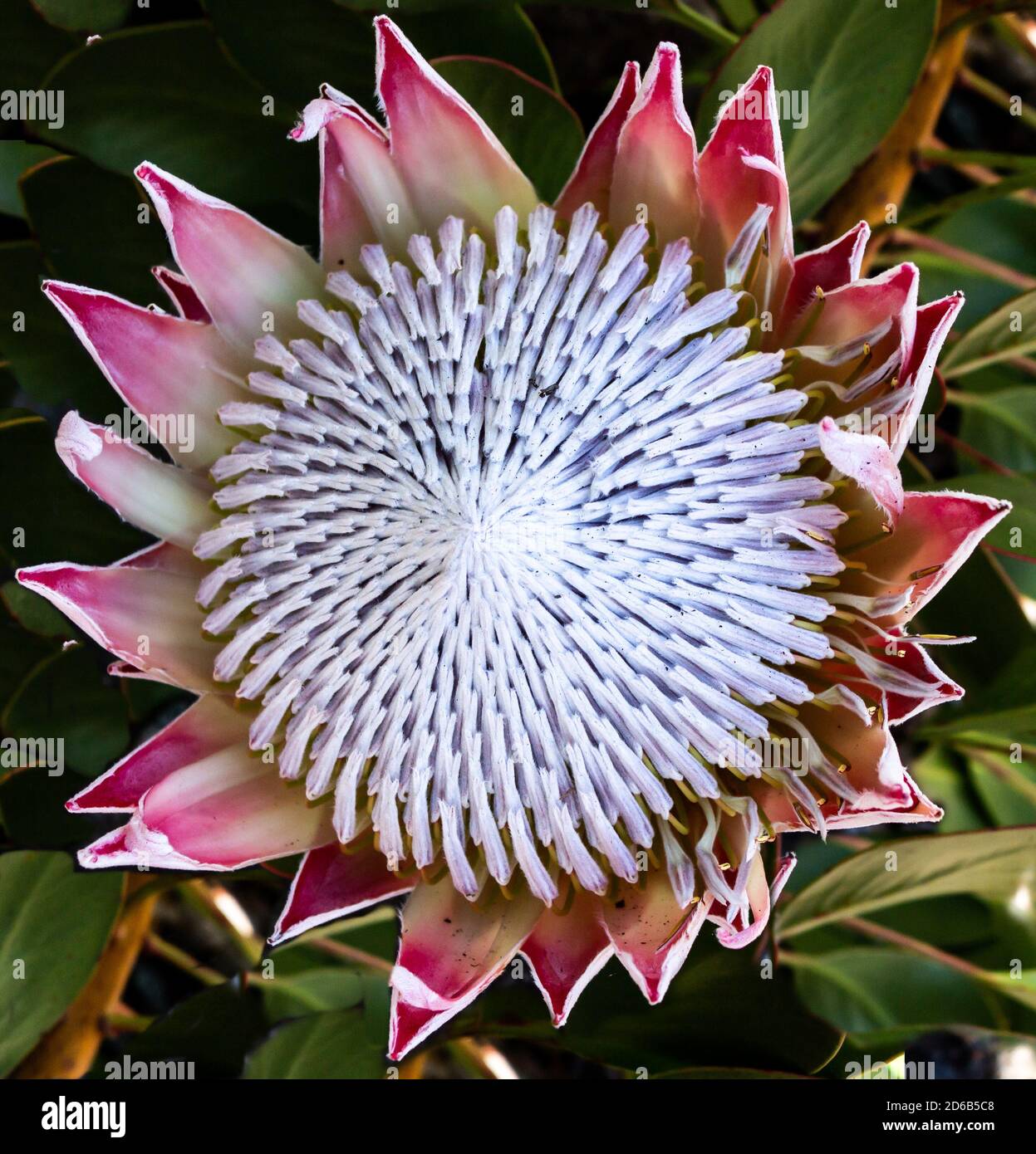 Protea tree hi-res stock photography and images - Alamy