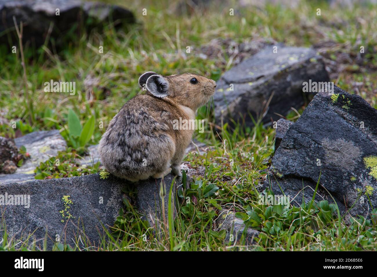 American pika rocky mountains colorado hi-res stock photography and ...