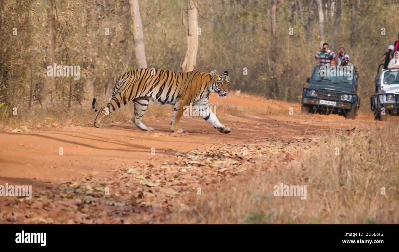 Tiger walking profile hi-res stock photography and images - Alamy
