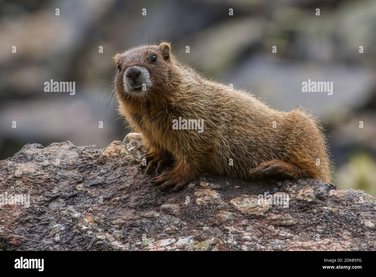 Yellow Bellied Marmot