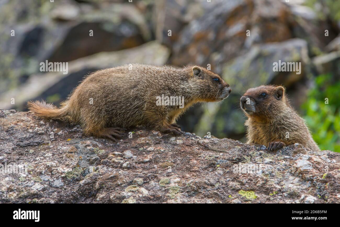 Yellow-bellied Marmot (Marmota flaviventris) Rocky Mountains, Colorado ...