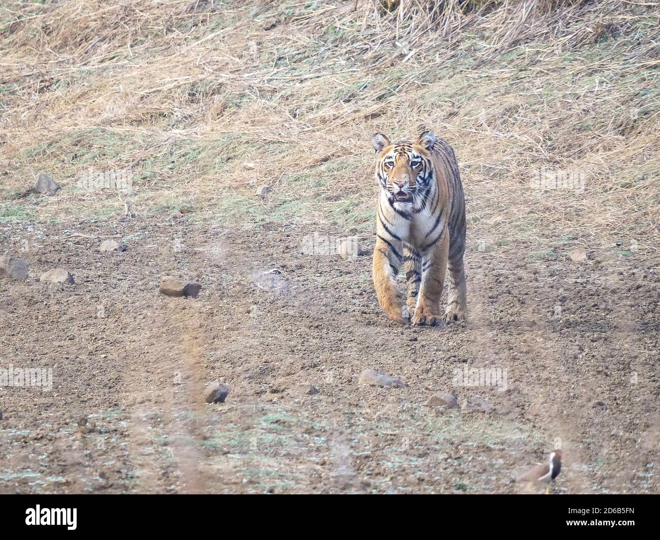 Tiger approaching wild animal hi-res stock photography and images - Alamy