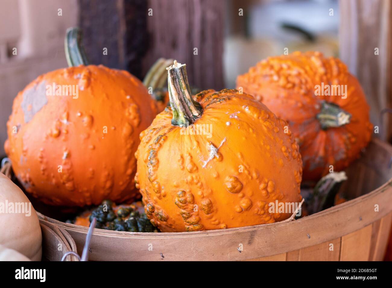 Bumpy pumpkin hi-res stock photography and images - Alamy