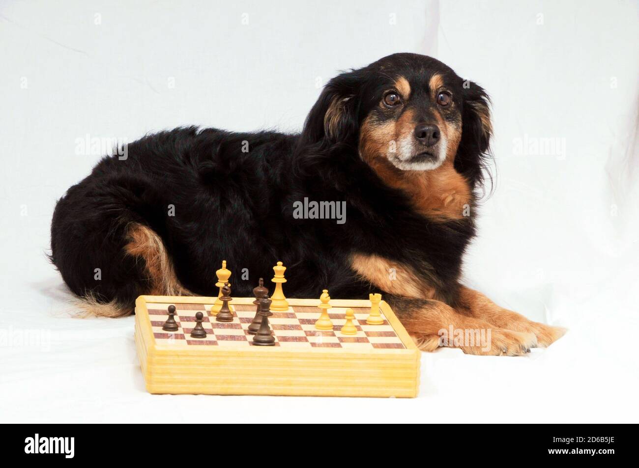 Smart Dog Playing Chess Stock Photo - Alamy