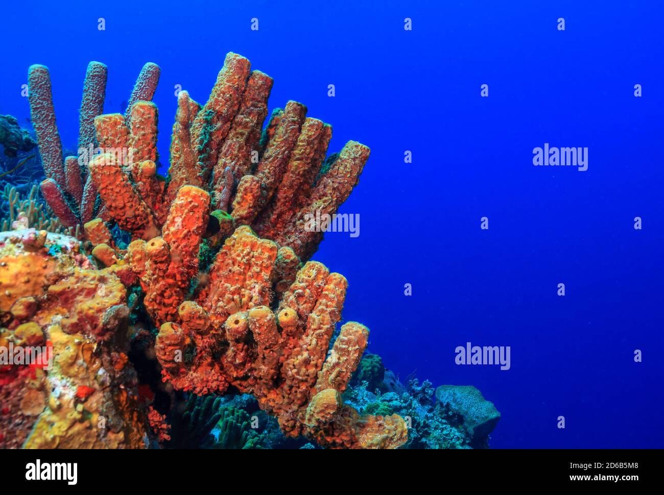 Cylindrical coral structure hi-res stock photography and images - Alamy