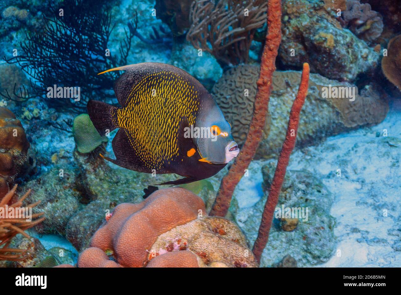 French angelfish,Pomacanthus paru, is a large angelfish of the family ...