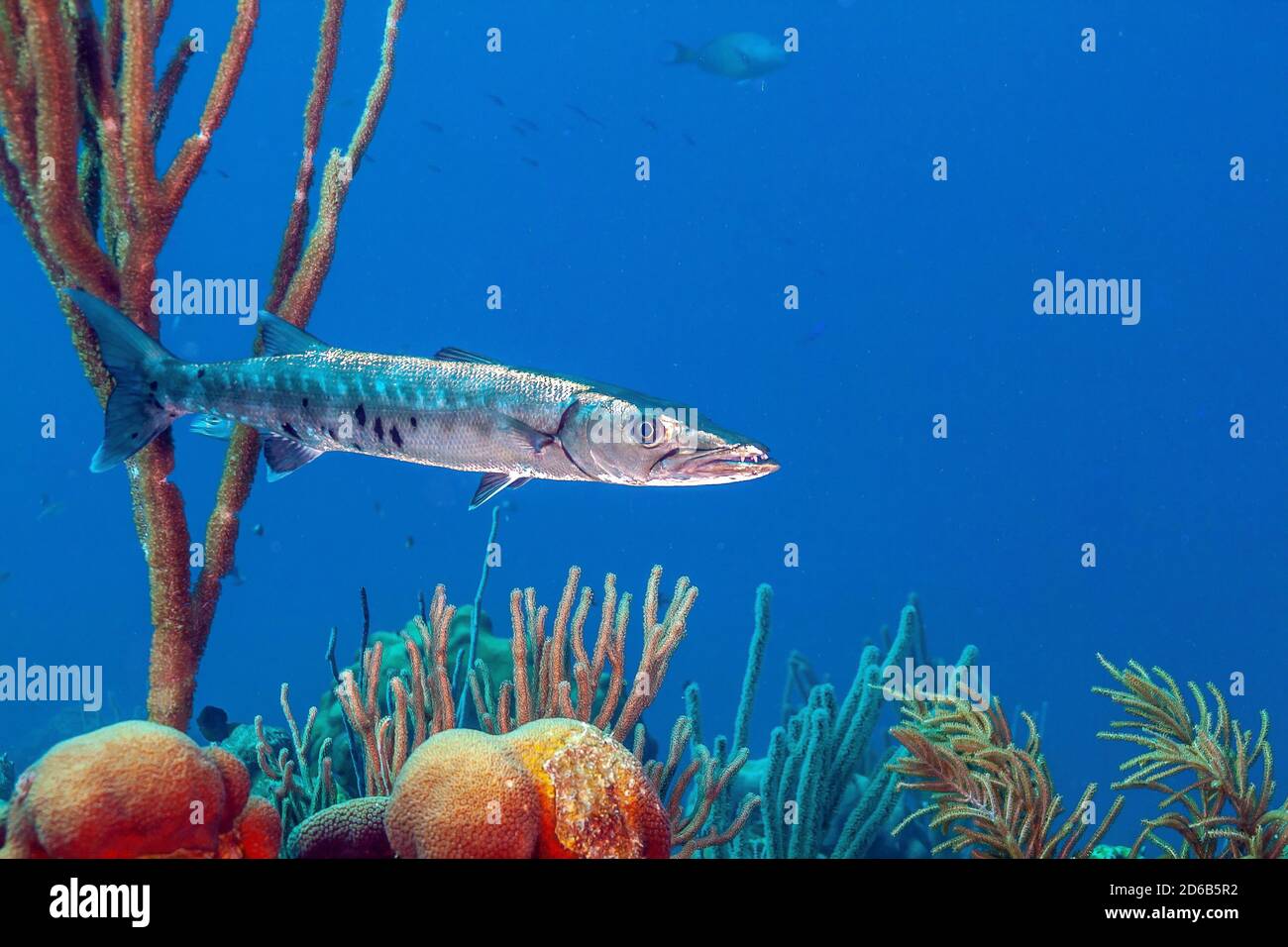 Saltwater Predator Fish