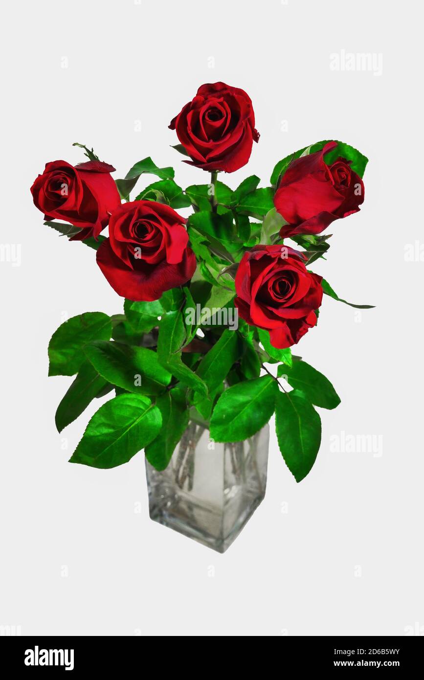 Bouquet of five red roses isolate on a white background. Roses bouquet ...
