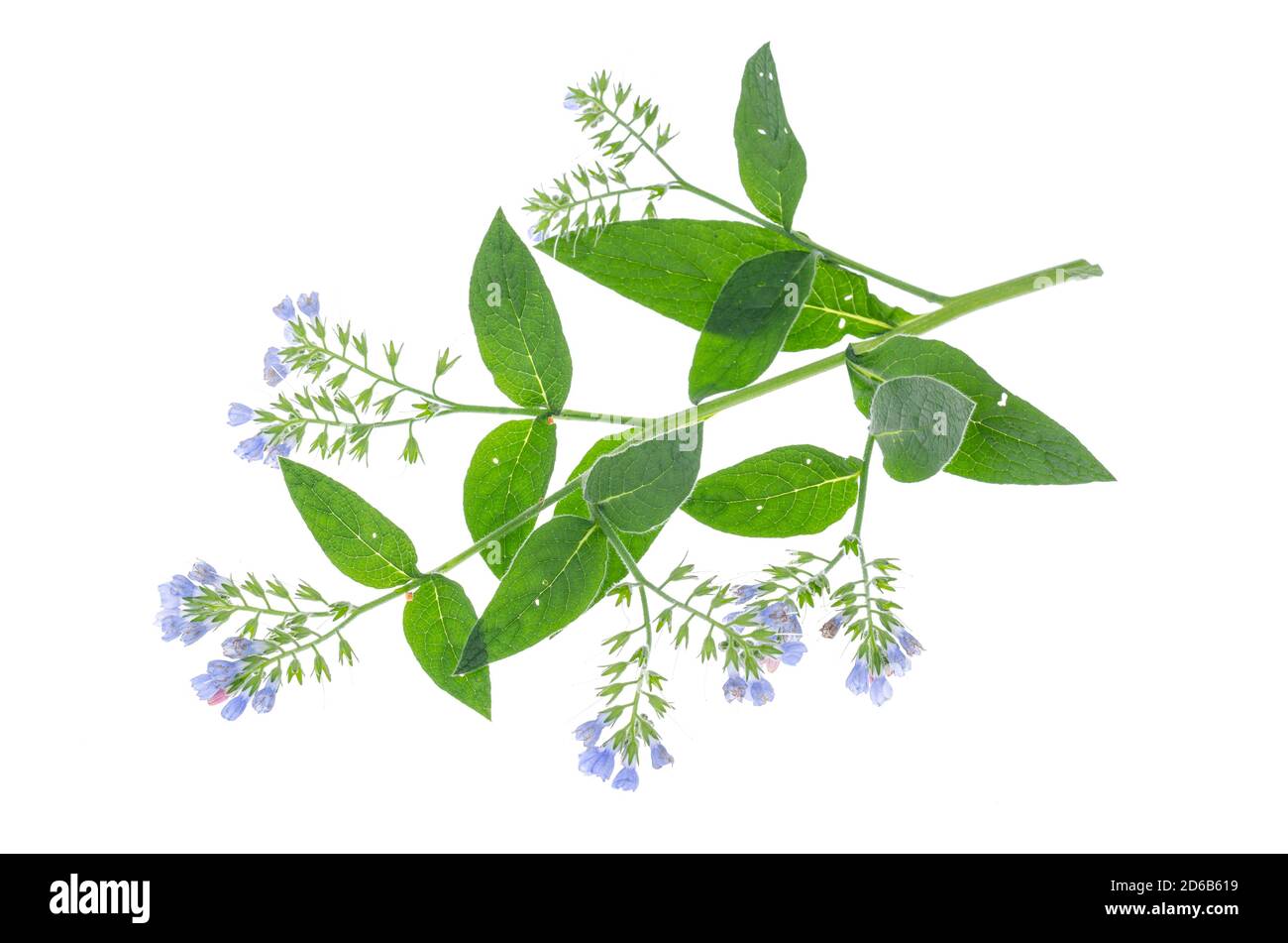 Wild plants growing on Cut Out Stock Images & Pictures - Alamy