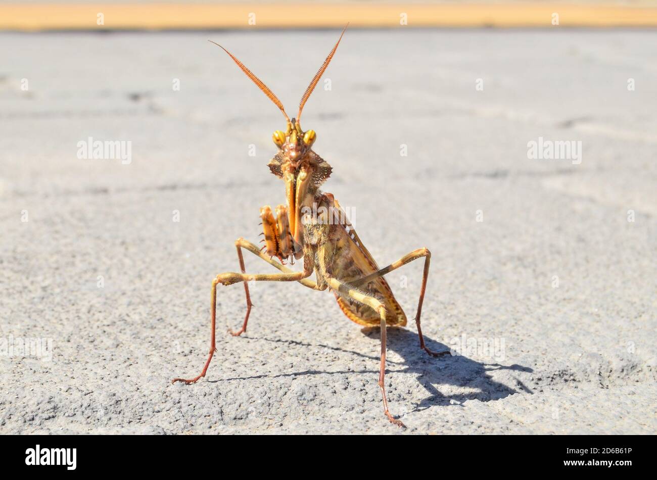 Insect Mantis Religiosa Stock Photo - Alamy