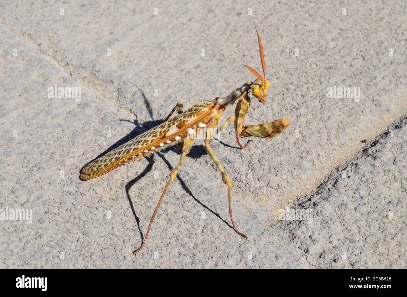 Insect Mantis Religiosa Stock Photo - Alamy