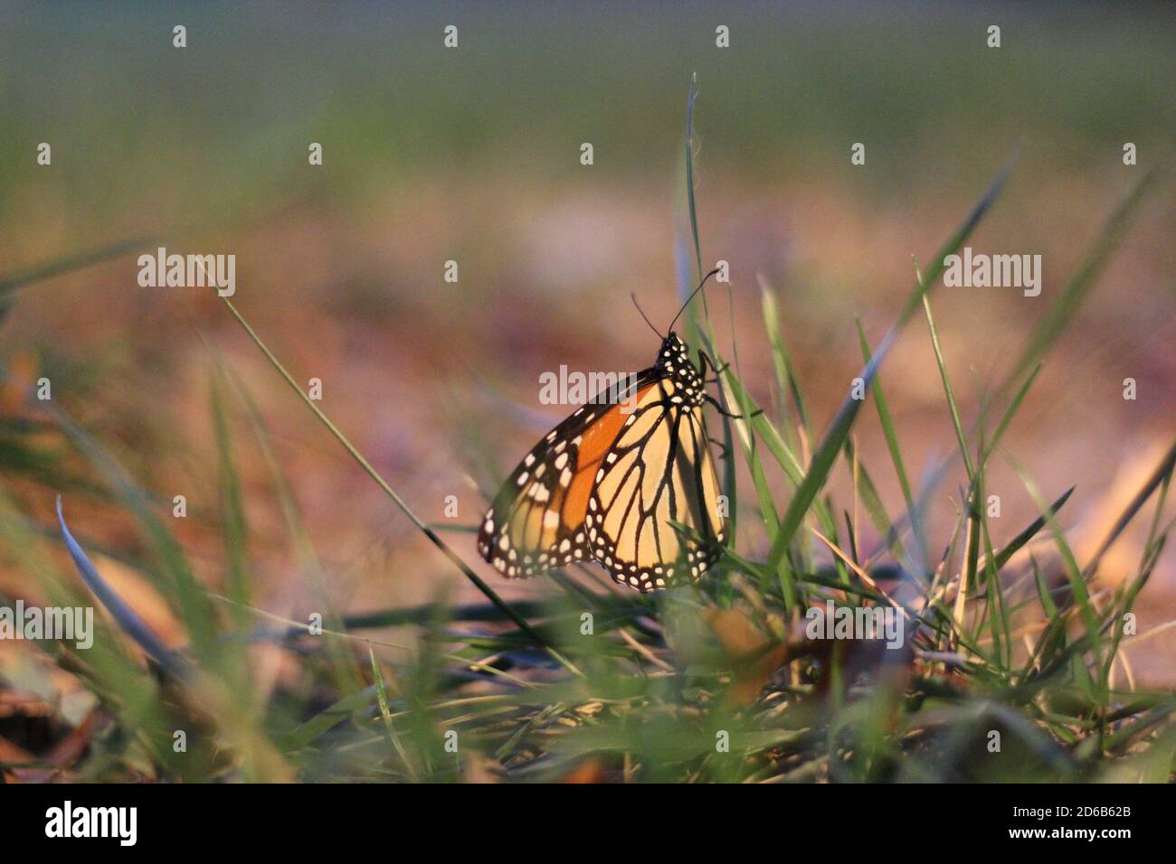 Monarch butterfly milkweed hi-res stock photography and images - Alamy