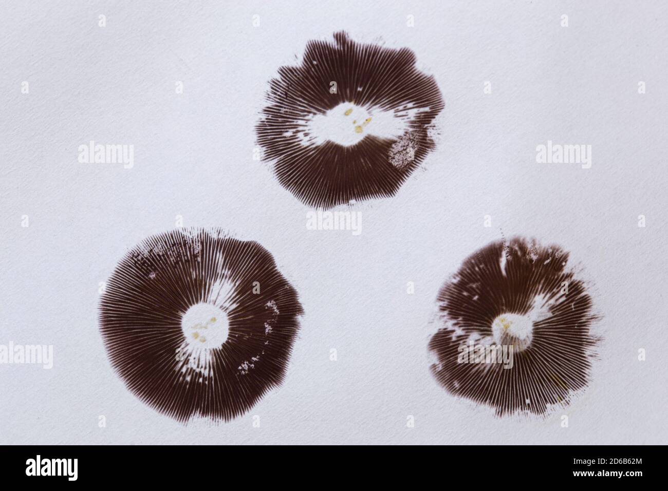 Brown spore print hi-res stock photography and images - Alamy