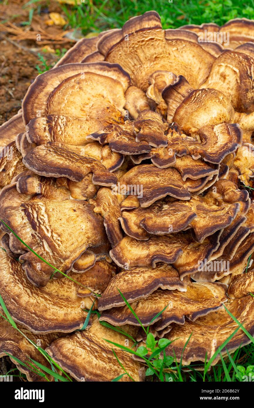 Polypore mushroom meripilus giganteus hi-res stock photography and ...