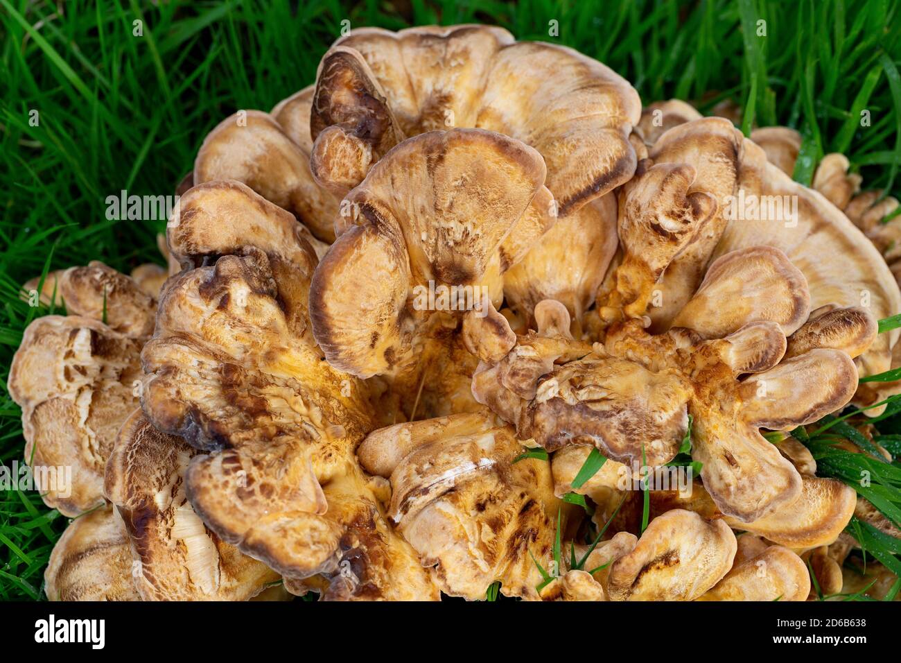 Polypore mushroom meripilus giganteus hi-res stock photography and ...