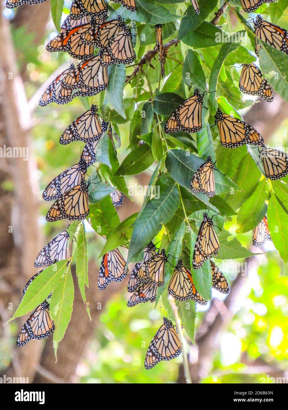 Monarch migration 2020 in San Angelo, Texas, USA Stock Photo - Alamy