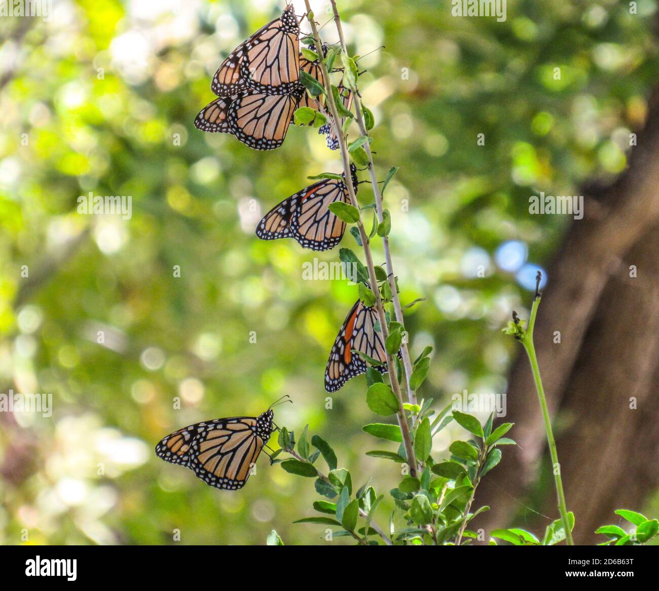 Endangered environment texas hi-res stock photography and images - Alamy