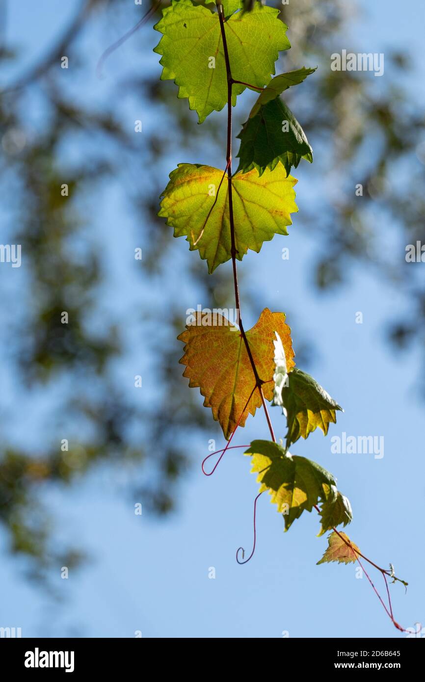 A single vine with multiple leaves of various sizes. Each leaf is a ...