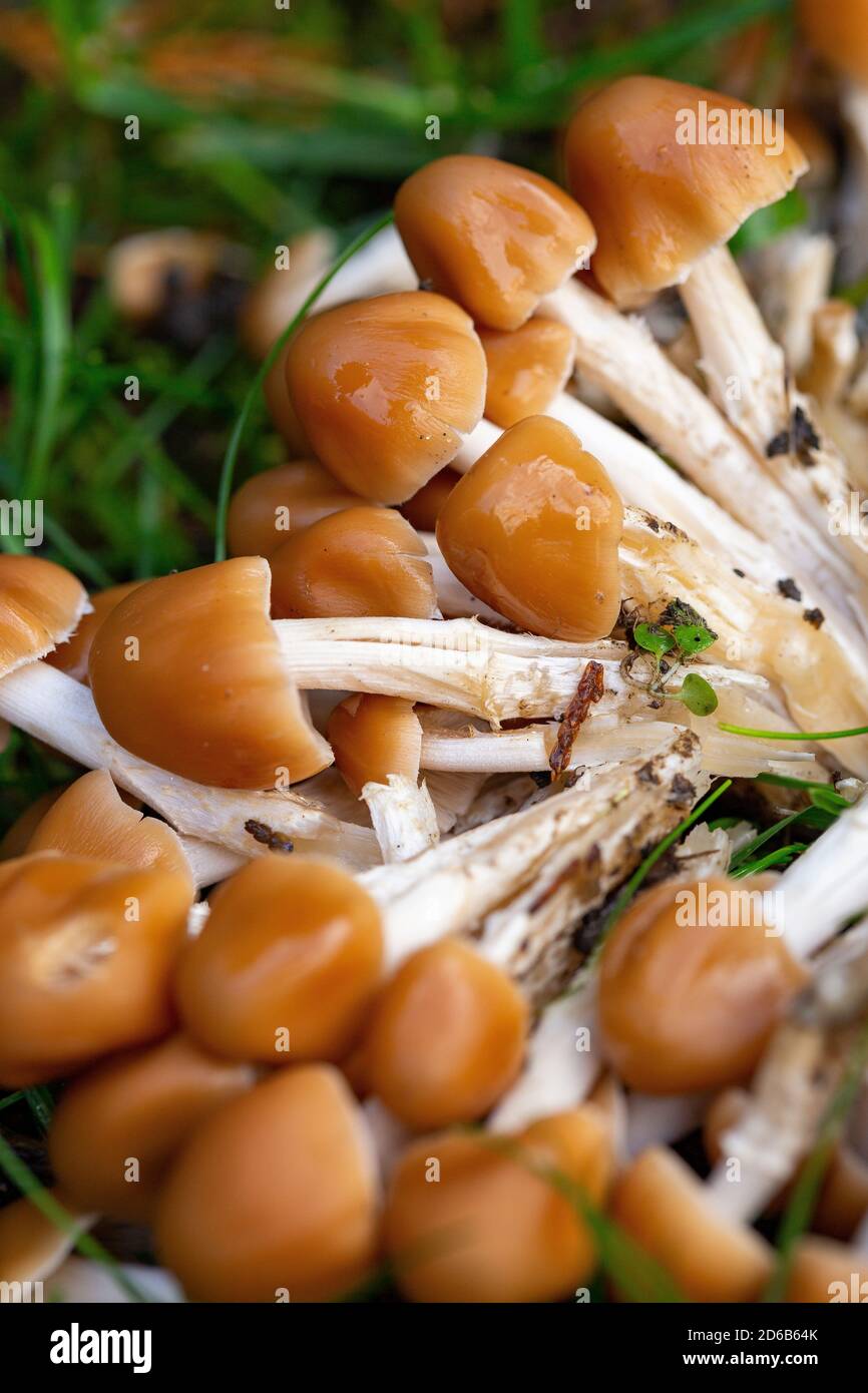 Psathyrella multipedata hi-res stock photography and images - Alamy