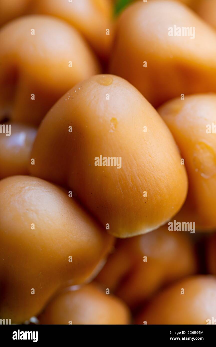 Psathyrella multipedata hi-res stock photography and images - Alamy