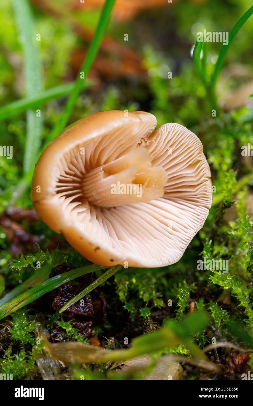 Gills of Psathyrella multipedata Stock Photo - Alamy