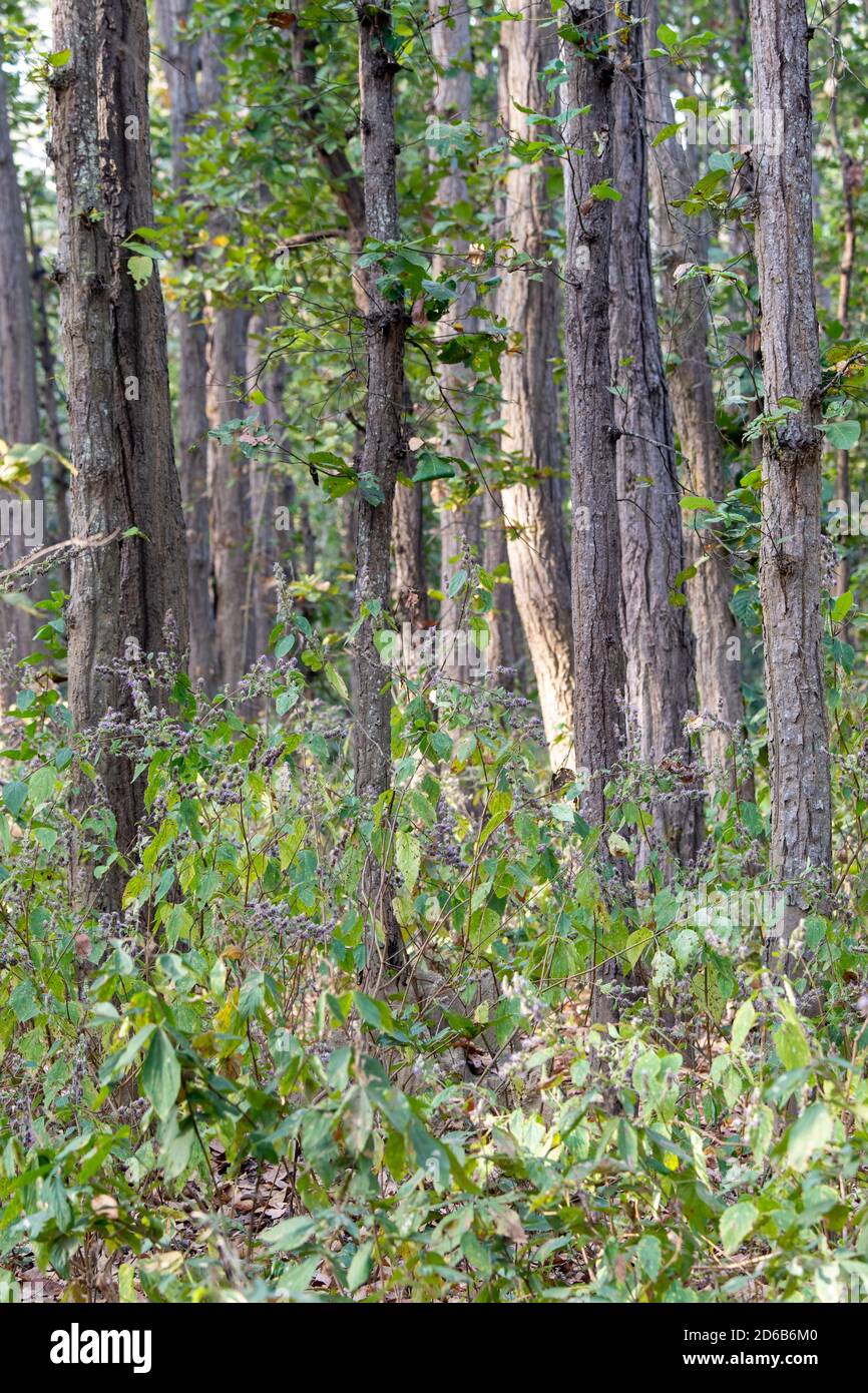Forest scene in one of northeastern India's many national parks Stock ...