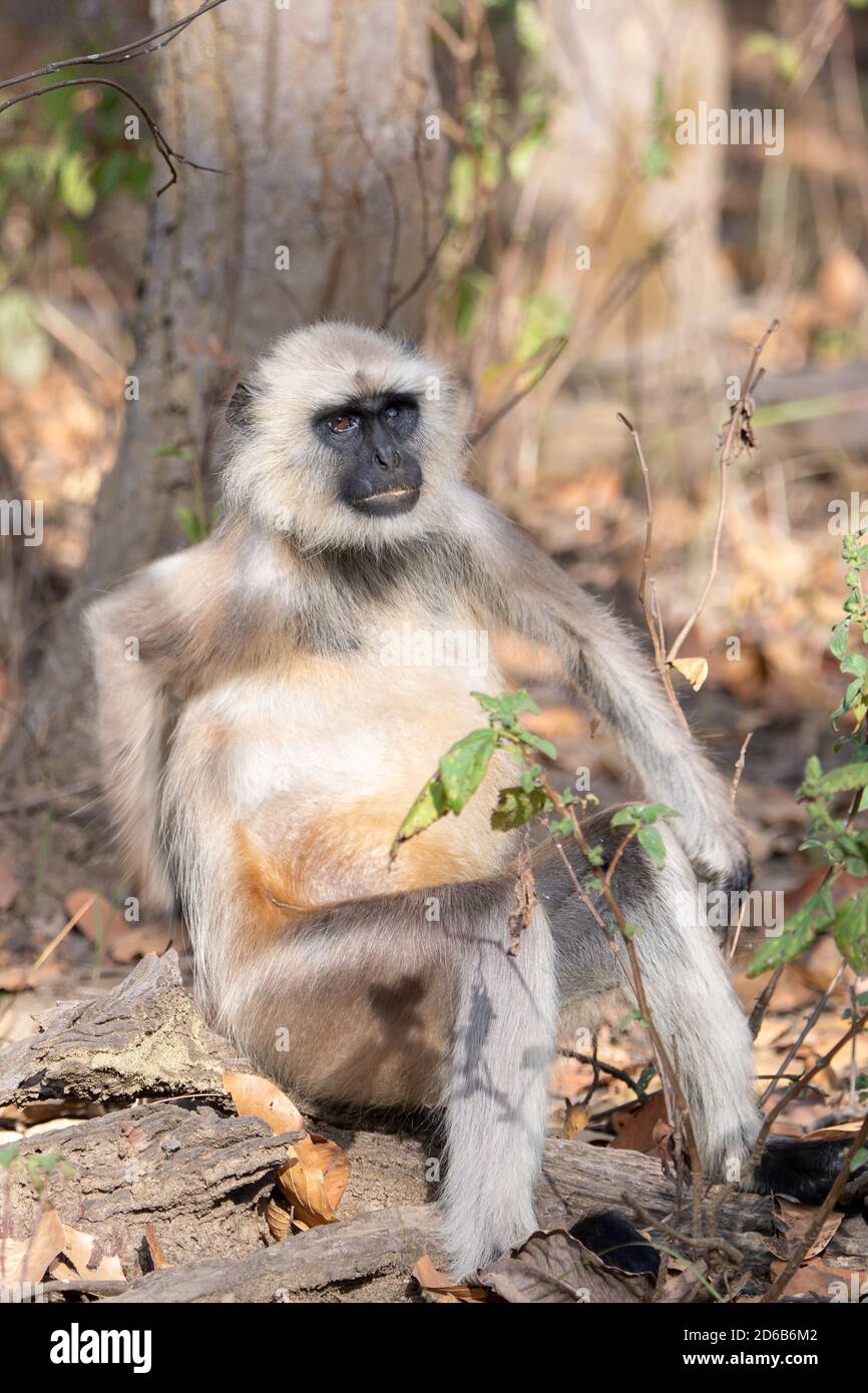 Gray langur (Semnopithecus) adopt almost human-like poses in the wooded ...