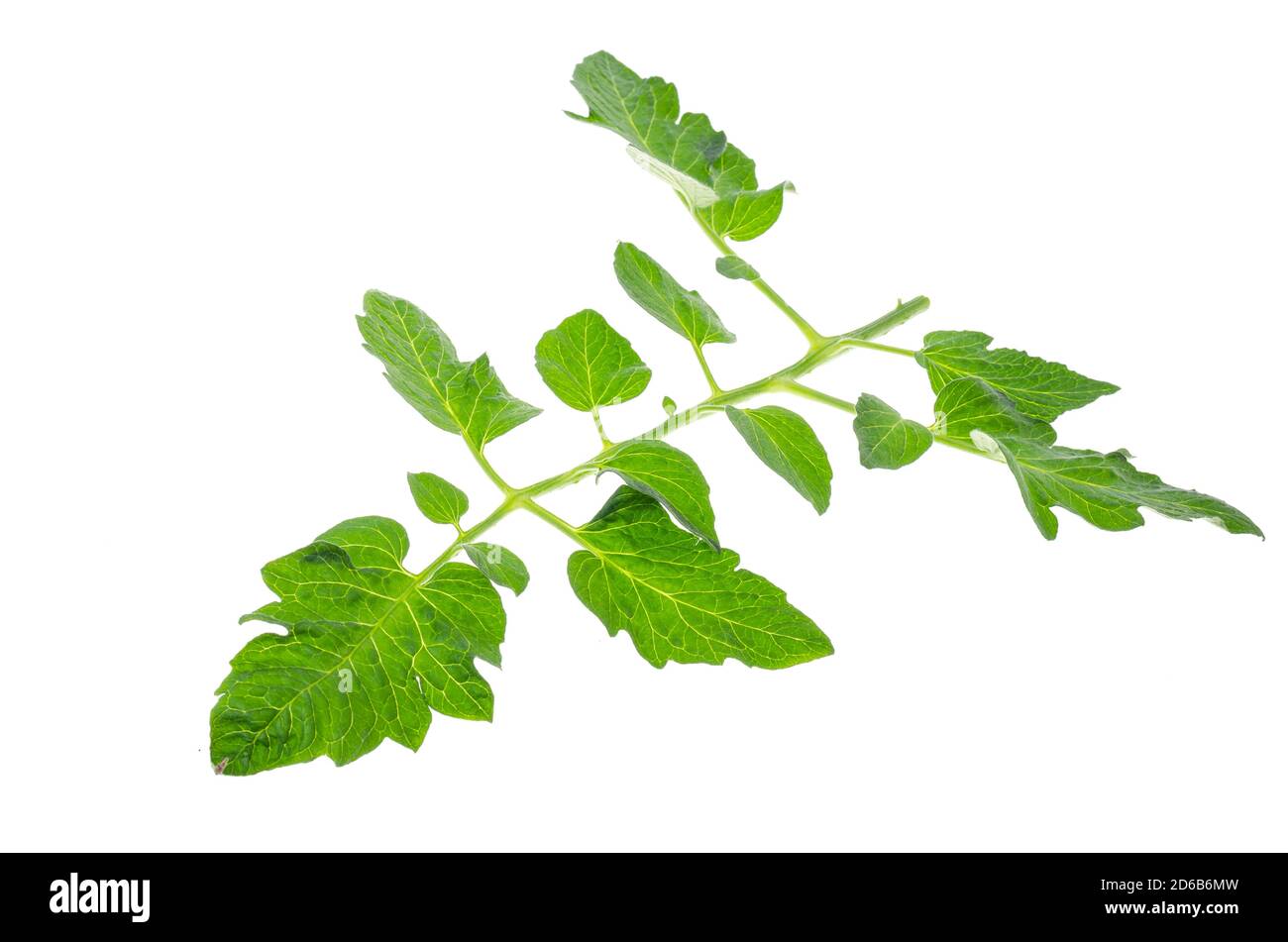 Single green leaf of tomato isolated on white background Stock Photo ...