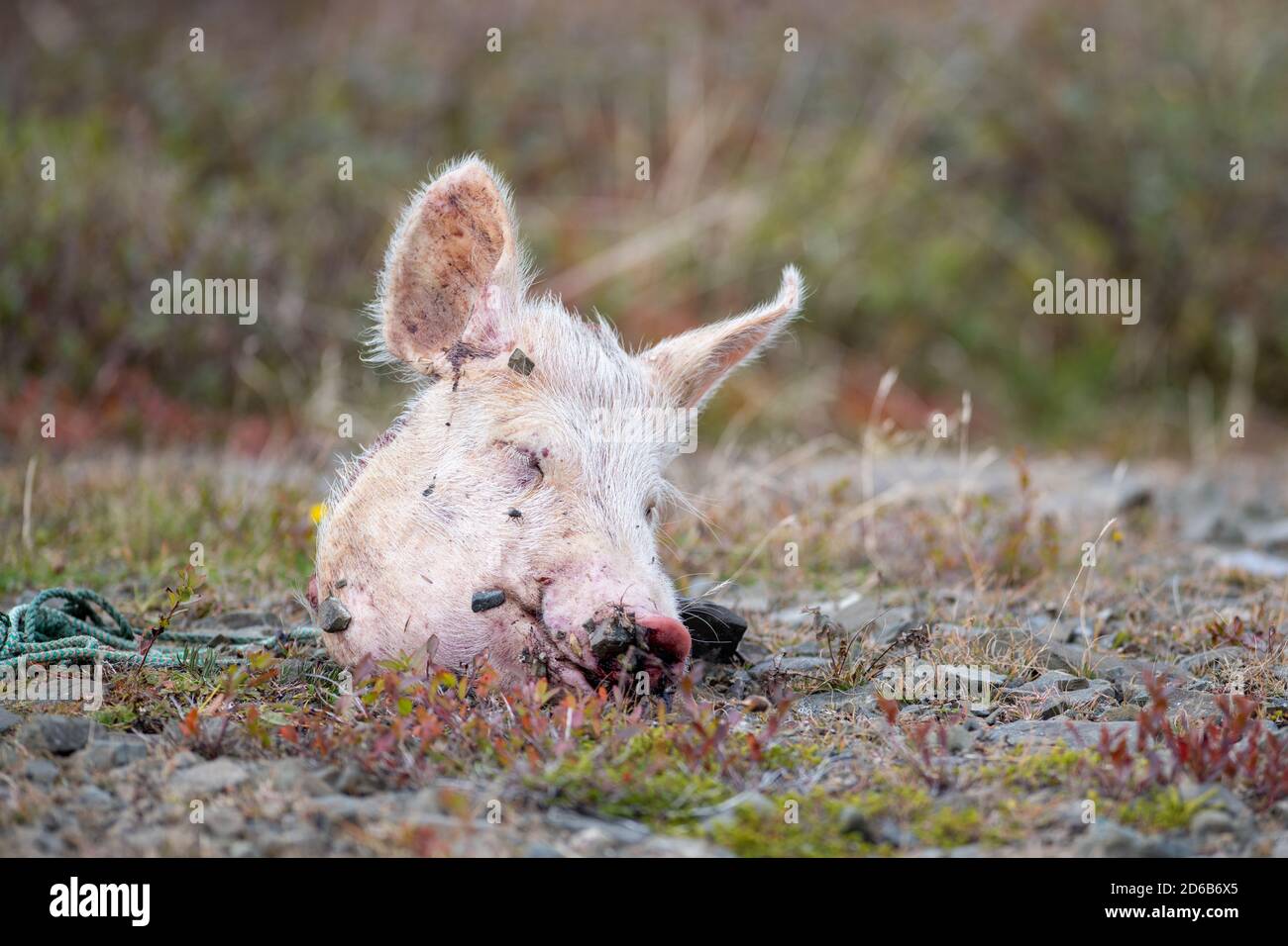 Are Pig Ears Bad For A Armant