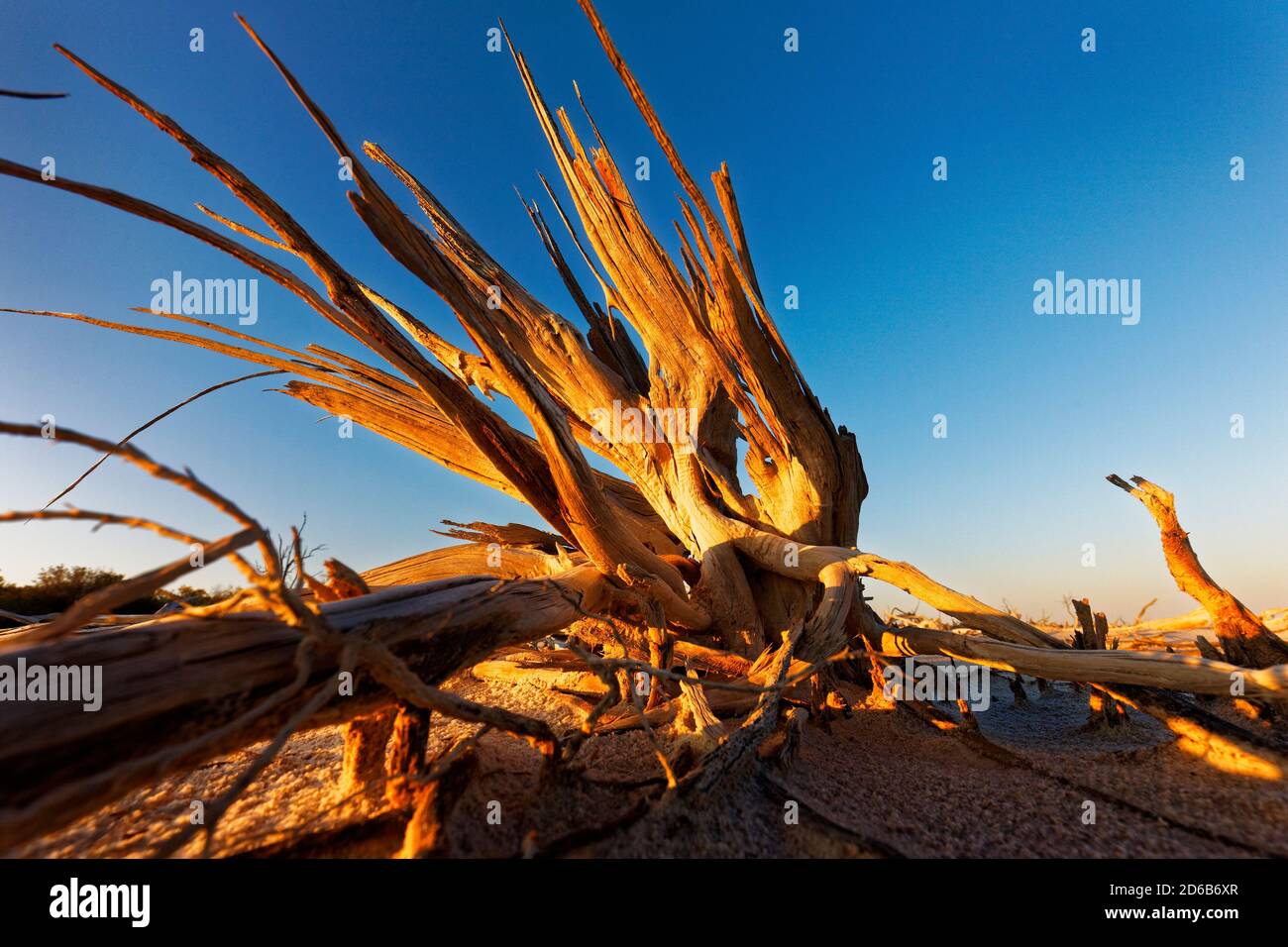 Dead trees and limbs, Lake Ninan Salt Lake, Victoria Plains Western ...