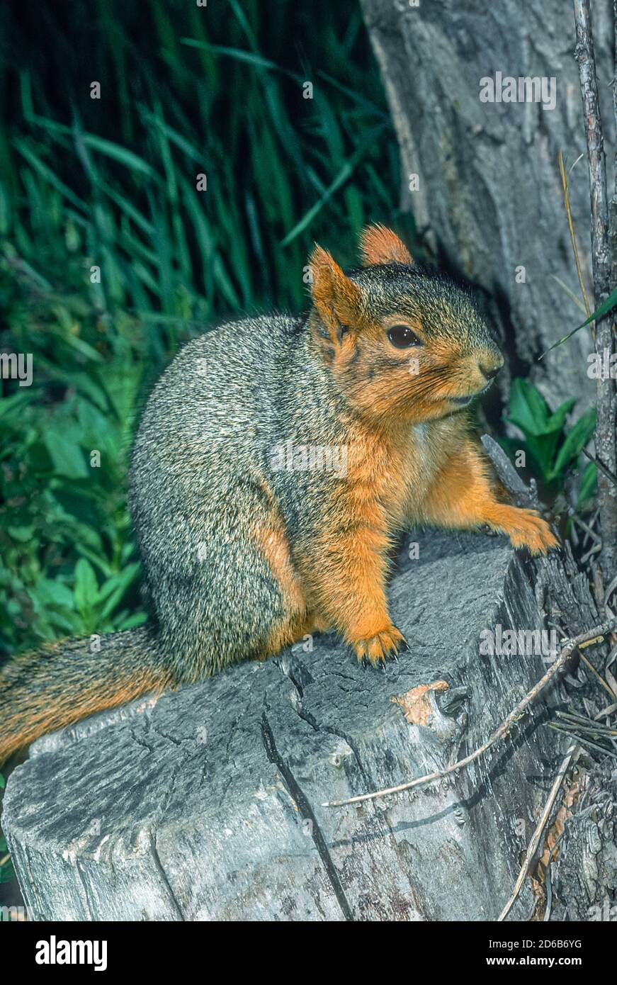 Colorado Squirrel Identification