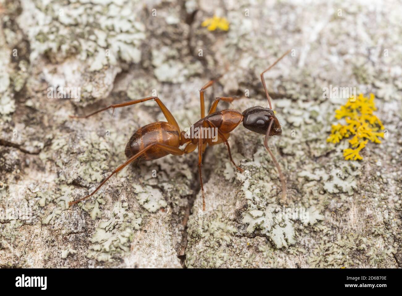 Camponotus americanus hi-res stock photography and images - Alamy