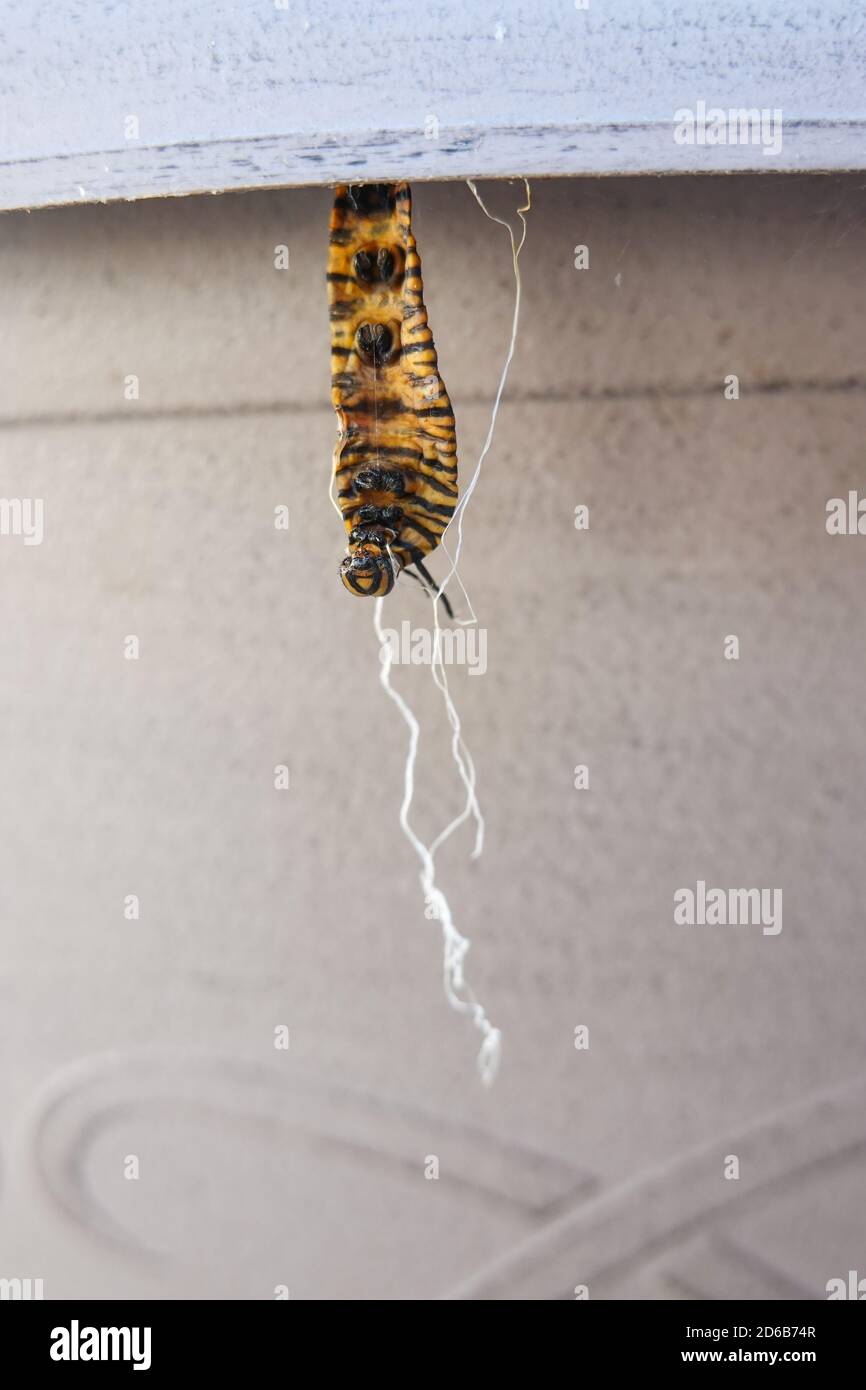 Tachinid fly has laid eggs in monarch butterfly caterpillar and has ...