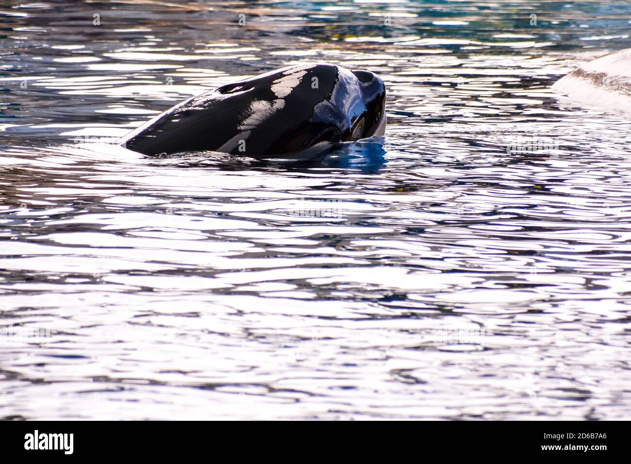 Mammal Orca Killer Whale Fish Stock Photo - Alamy