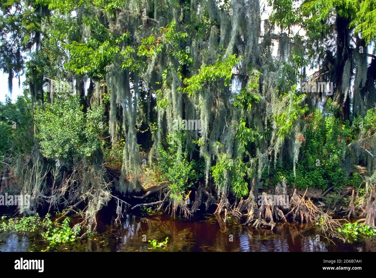 Louisiana Swamp Plants