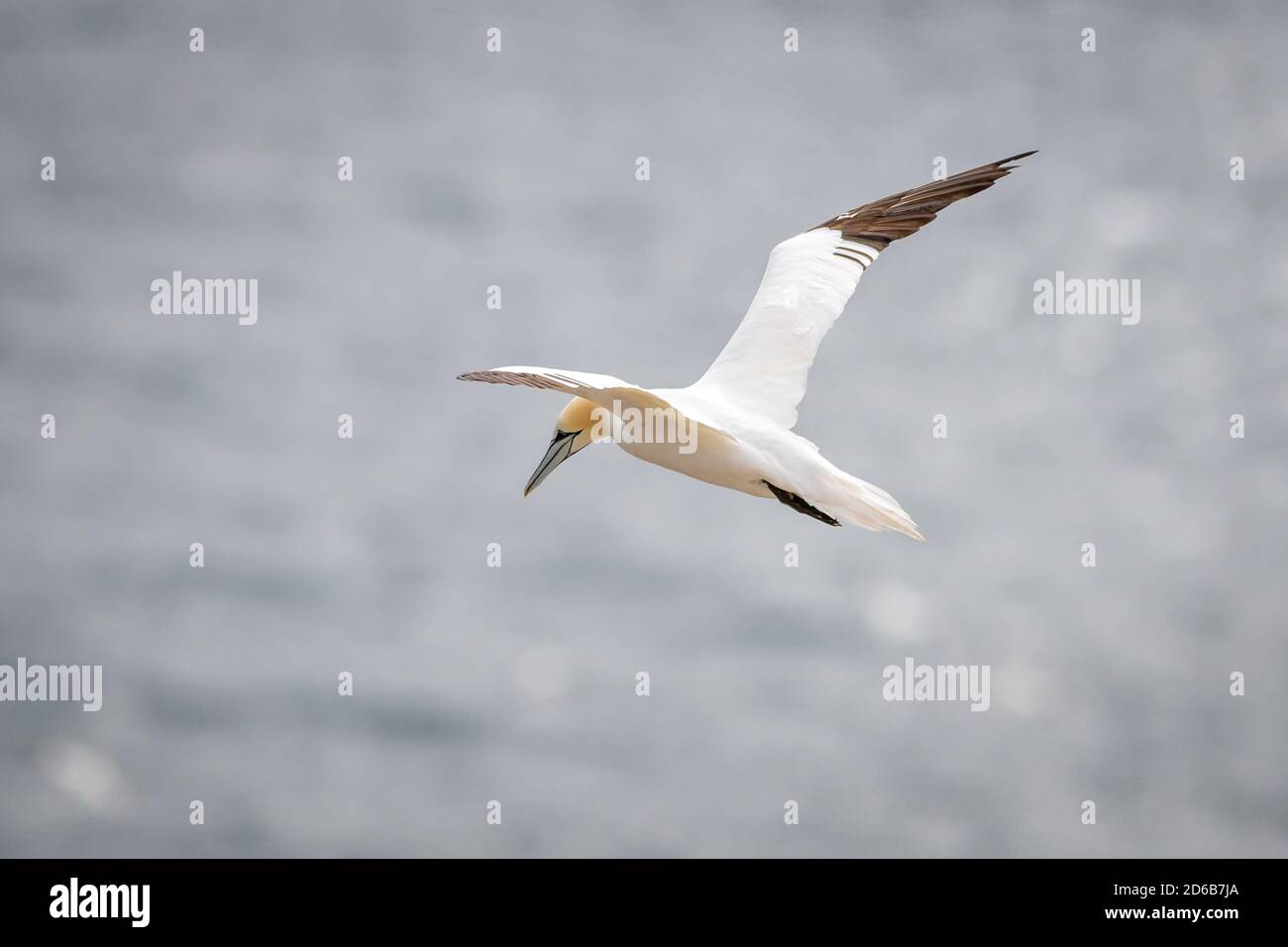White long neck bird with yellow beak hi-res stock photography and ...