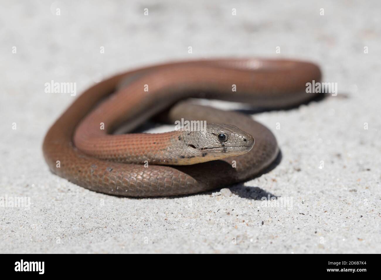 Common Scalt-foot Legless Lizard basking Stock Photo - Alamy