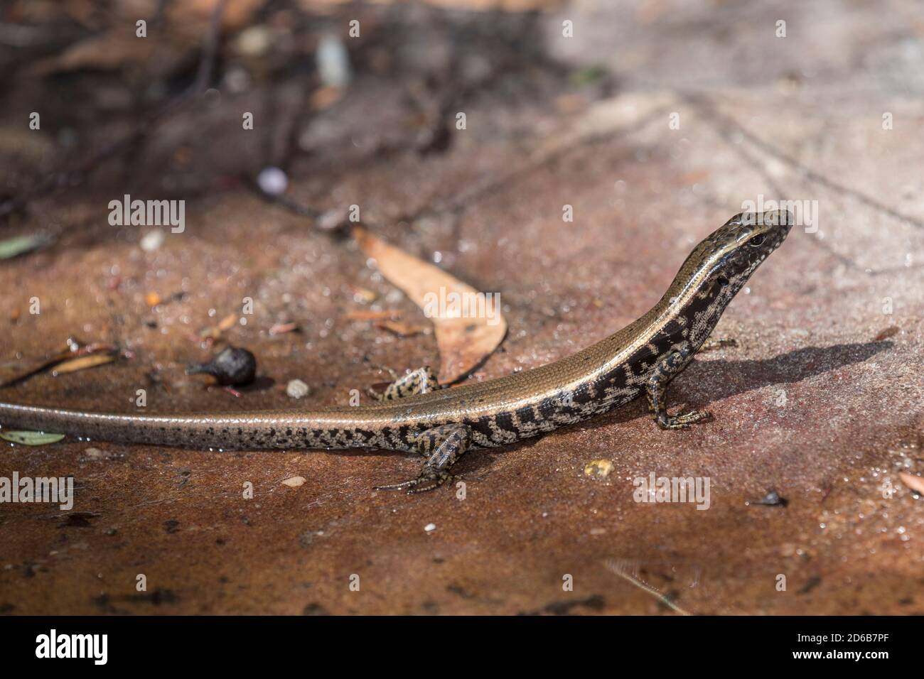 Water skink hi-res stock photography and images - Alamy