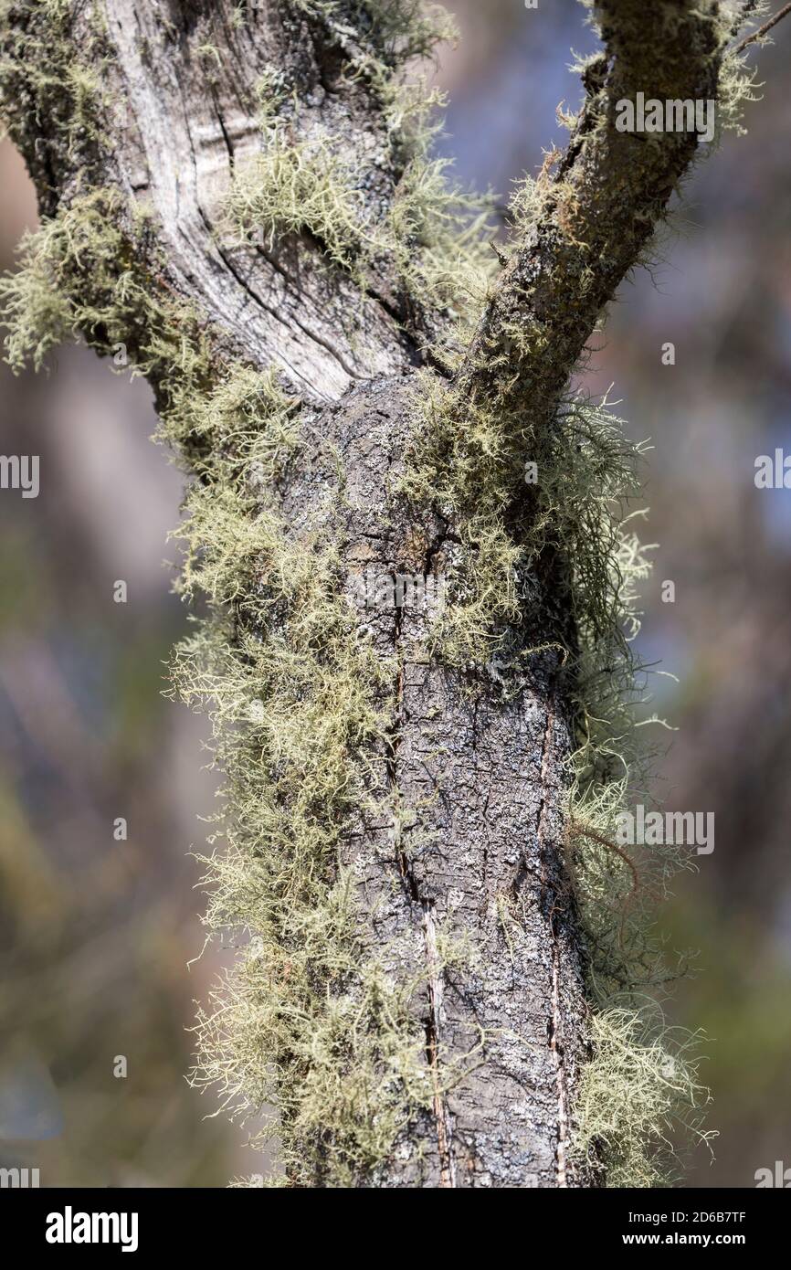 Lichen growing on limbs of a tree Stock Photo - Alamy