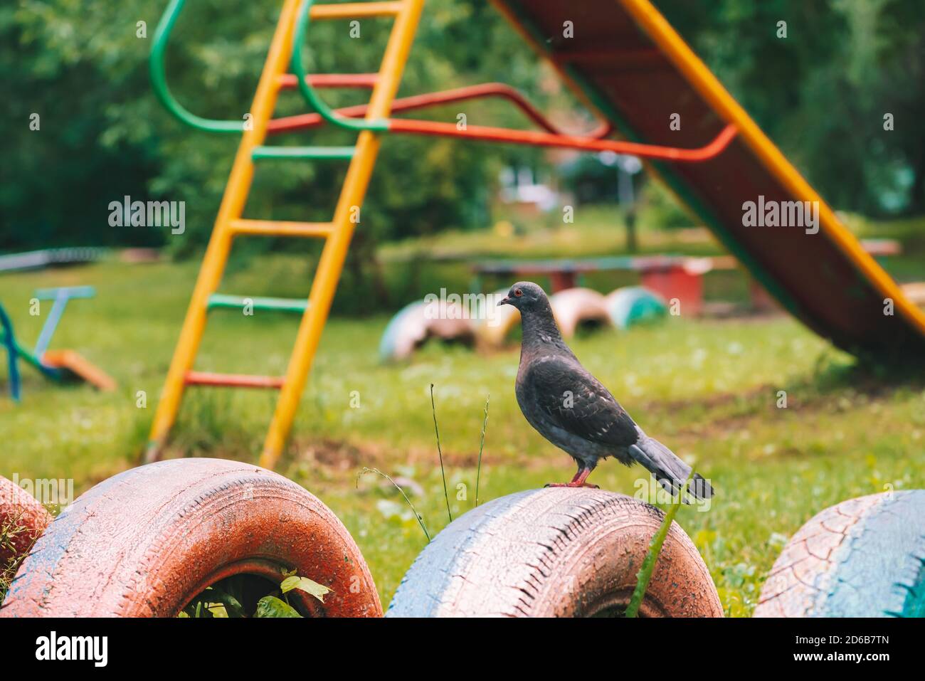 Gray pigeon is on fence on colorful playground in sunny day. City bird ...