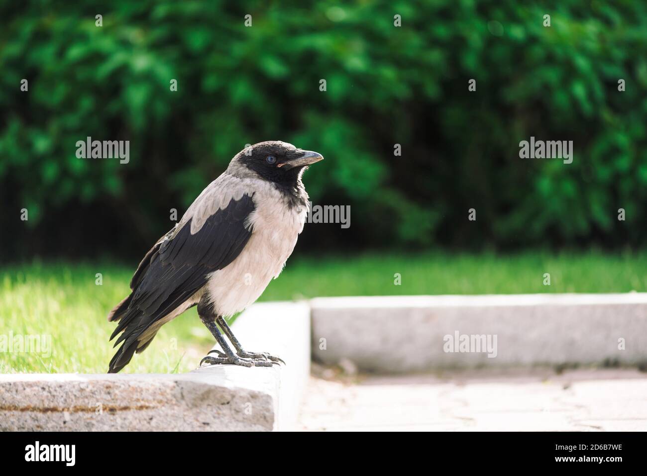 Black crow walks on border near gray sidewalk on background of rich ...