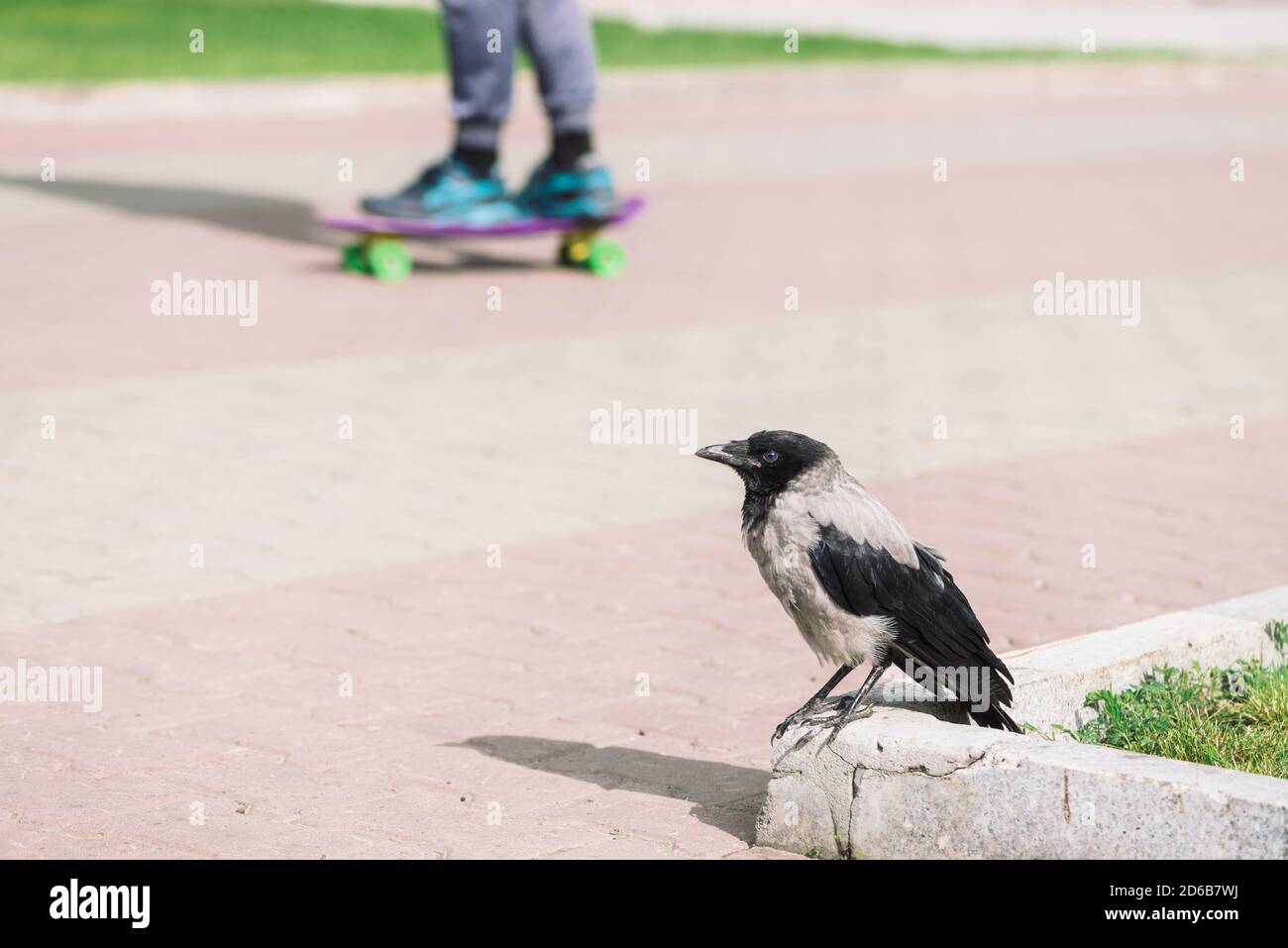 Black crow walks on border near gray sidewalk on background of legs of ...
