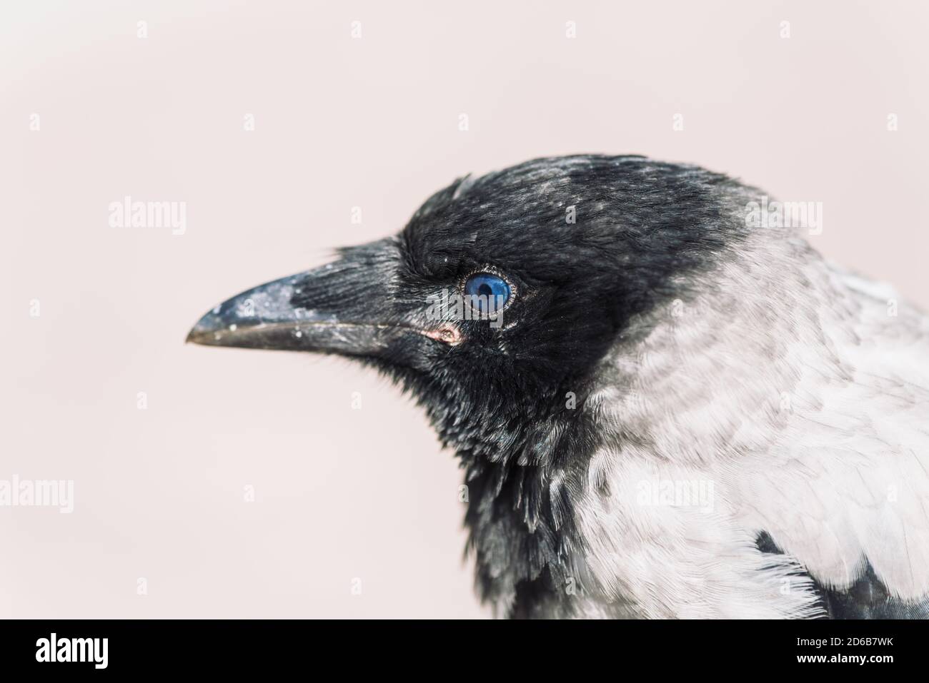 Head of young crow on gray background. Portrait of raven close up ...