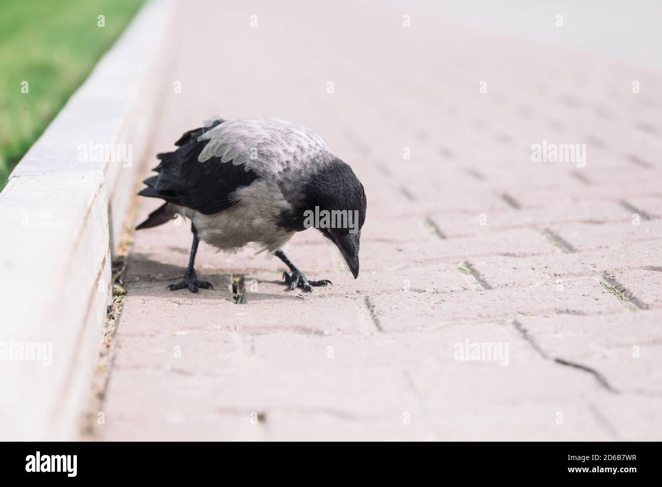 Black crow walks on gray sidewalk near border on background of green ...