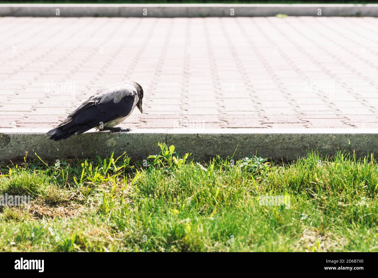 Black crow walks on border near gray sidewalk on background of green ...