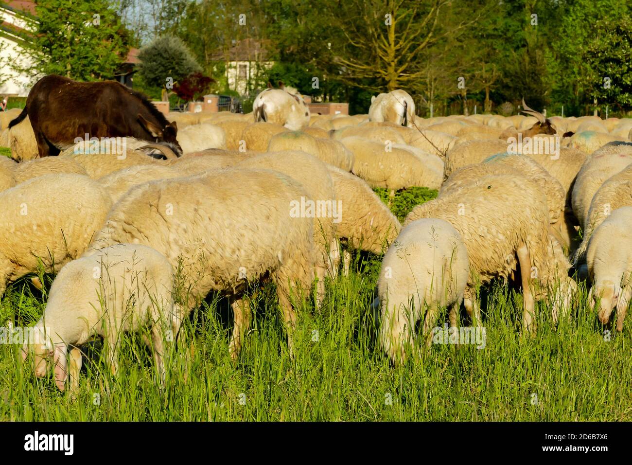 Cow sheep italy animal hi-res stock photography and images - Alamy